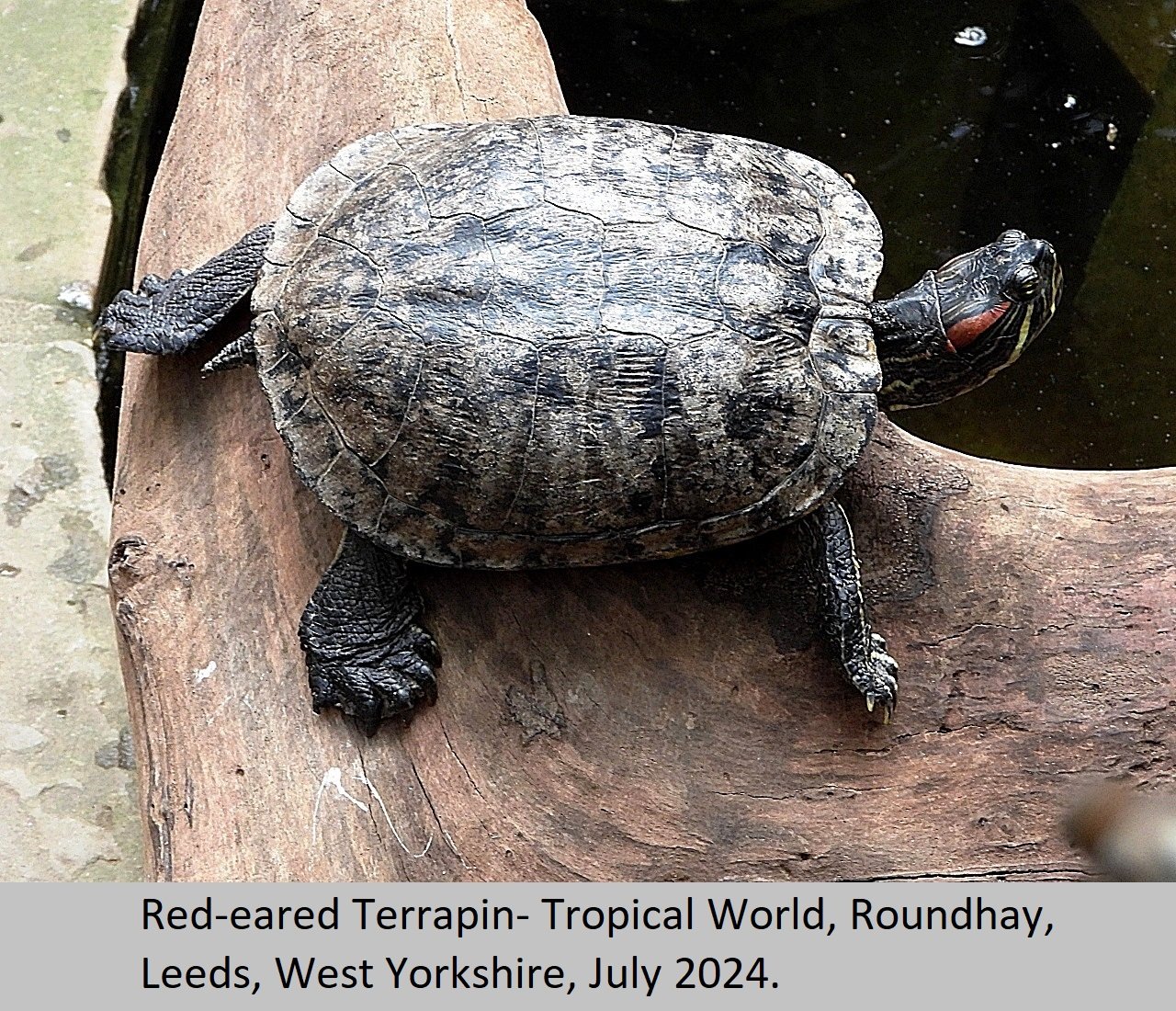 Red-eared Terrapin